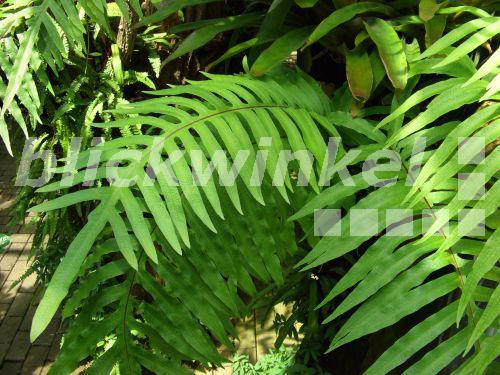 blickwinkel - Goldtuepfelfarn, Goldtuepfel-Farn (Phlebodium aureum ...