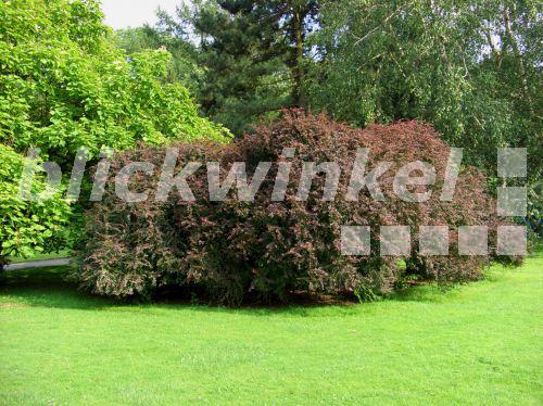 blickwinkel - Rote Heckenberberitze, Rote Hecken-Berberitze, Thunberg ...