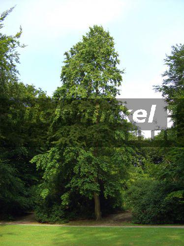 blickwinkel - Baumhasel, Baum-Hasel, Tuerkischer Hasel (Corylus colurna ...