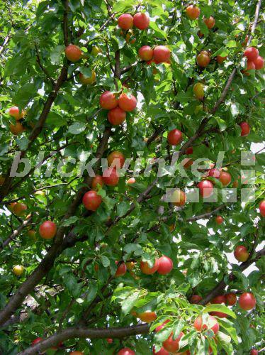 blickwinkel - Kirschpflaume, Myrobalane, Tuerkische Kirsche (Prunus ...