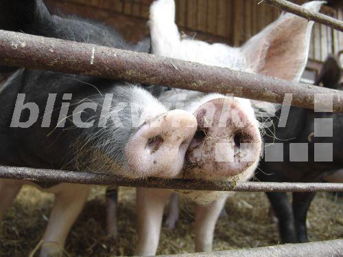 blickwinkel - Hausschwein, Haus-Schwein (Sus scrofa f. domestica ...