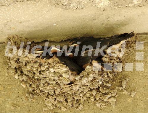 blickwinkel - Rauchschwalbe, Rauch-Schwalbe (Hirundo rustica), Nest mit ...