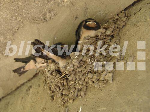 blickwinkel - Rauchschwalbe, Rauch-Schwalbe (Hirundo rustica), Nest mit ...