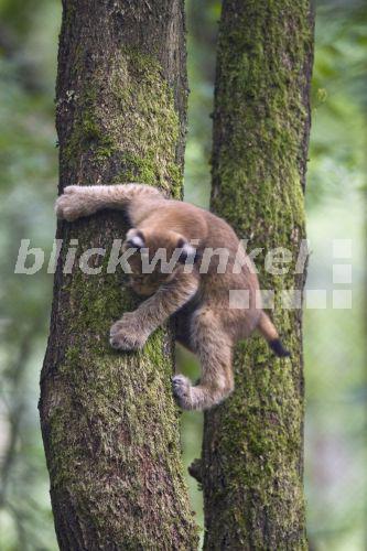 blickwinkel - Eurasischer Luchs, Europaeischer Luchs (Lynx lynx ...