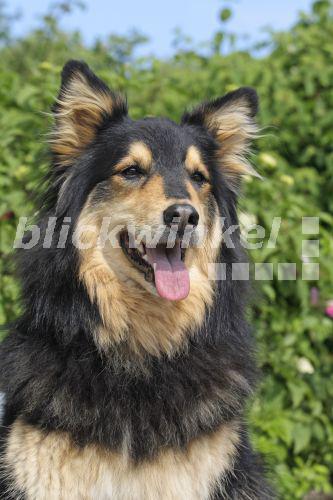 blickwinkel - Harzer Fuchs (Canis lupus f. familiaris), Vorderansicht ...