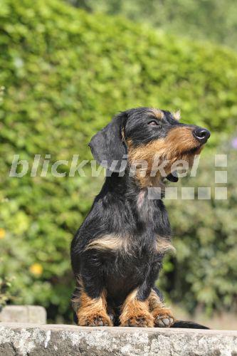 blickwinkel - Rauhhaardackel, Rauhhaar-Dackel, Rauhaardackel, Rauhaar ...