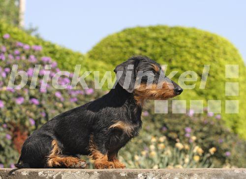 blickwinkel - Rauhhaardackel, Rauhhaar-Dackel, Rauhaardackel, Rauhaar ...