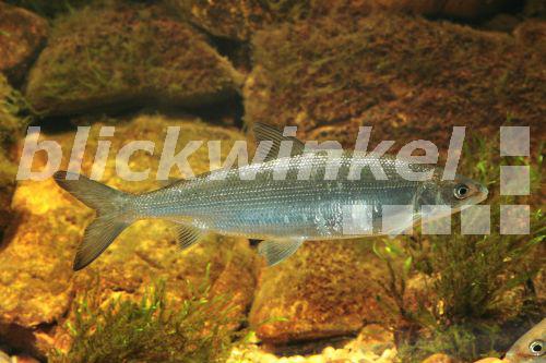 blickwinkel - Renke, Maraene (Coregonus spec.), mit Laichausschlag ...