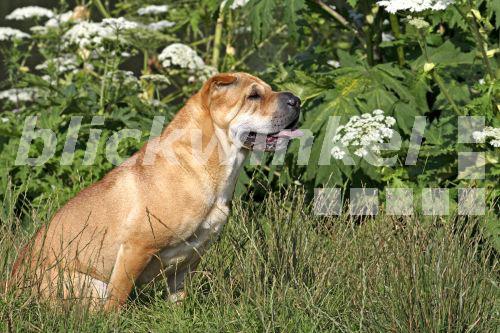 blickwinkel - Shar Pei, Sharpei, Chinesischer Faltenhund (Canis lupus f ...