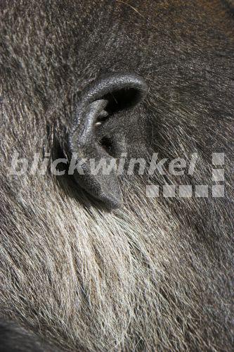 blickwinkel - Flachlandgorilla, Flachland-Gorilla (Gorilla gorilla ...