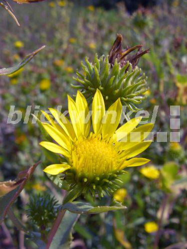 blickwinkel - Aufrechte Grindelie, Robuste Grindelie, Kraeftige ...