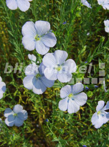 blickwinkel - Saatlein, Saat-Lein, Gemeiner Lein, Gewoehnlicher Lein ...