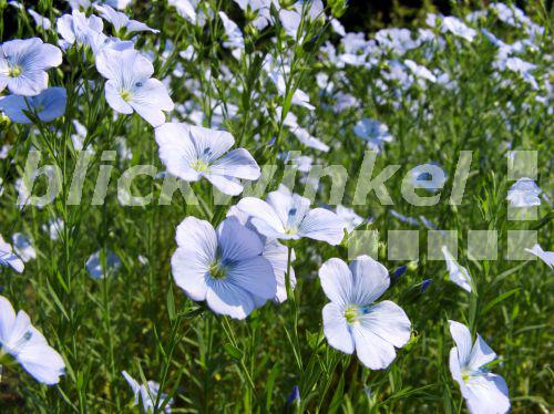 blickwinkel - Saatlein, Saat-Lein, Gemeiner Lein, Gewoehnlicher Lein ...