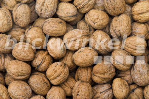 blickwinkel - Echte Walnuss, Echte Wal-Nuss, Walnuss, Wal-Nuss (Juglans ...