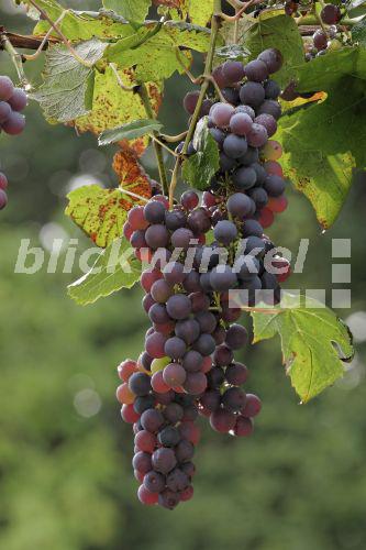 blickwinkel - Echter Wein, Weinrebe (Vitis vinifera), Rote Weintrauben ...