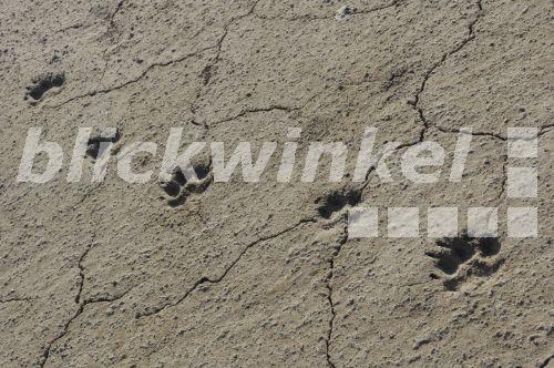 blickwinkel - Rotfuchs, Rot-Fuchs (Vulpes vulpes), Fuchsspuren ...