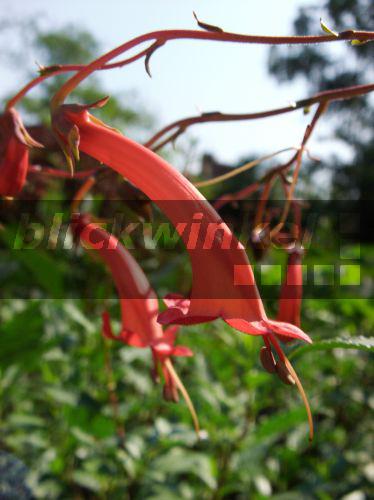 blickwinkel - Kap-Fuchsie, Kapfuchsie, Fuenferling (Phygelius capensis ...