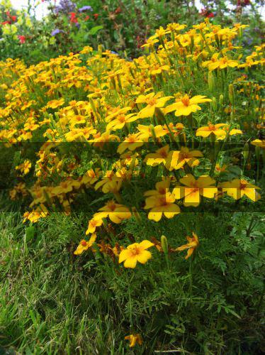 blickwinkel - Duft-Tagetes, Dufttagetes, Studentenblume, Studenten ...