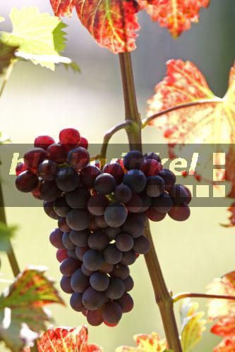 blickwinkel - Echter Wein, Weinrebe (Vitis vinifera 'Regent', Vitis ...