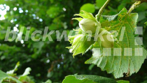 blickwinkel - Gewoehnliche Haselnuss, Hasel, Haselstrauch, Hasel ...