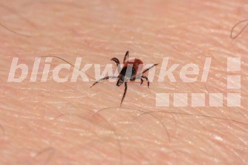 blickwinkel - Hirschzecke (Ixodes scapularis, Ixodes dammini), Weibchen ...