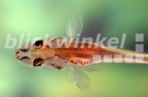 blickwinkel - Streber (Zingel streber), juvenil, 20 mm, Detailaufnahme ...