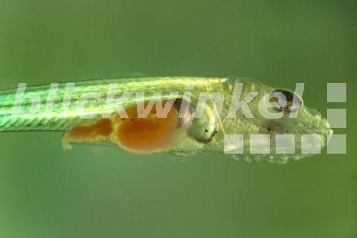 blickwinkel - Streber (Zingel streber), Larve nach der ersten ...