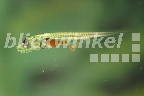 blickwinkel - Streber (Zingel streber), Larve nach der ersten ...