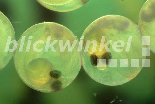 blickwinkel - Frauennerfling, Frauen-Nerfling, Donaunerfling, Donau ...