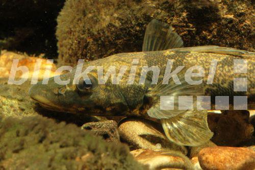 blickwinkel - Zingel (Zingel zingel), 250 mm, ueber Flusskies, Portraet ...