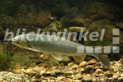 blickwinkel - Perlfisch, Frauenfisch (Rutilus frisii meidingeri), 50 cm ...