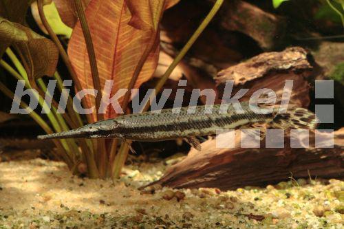 blickwinkel - Gefleckter Knochenhecht (Lepisosteus oculatus), juvenil ...