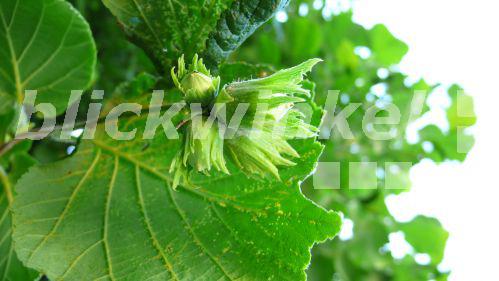 blickwinkel - Gewoehnliche Haselnuss, Hasel, Haselstrauch, Hasel ...