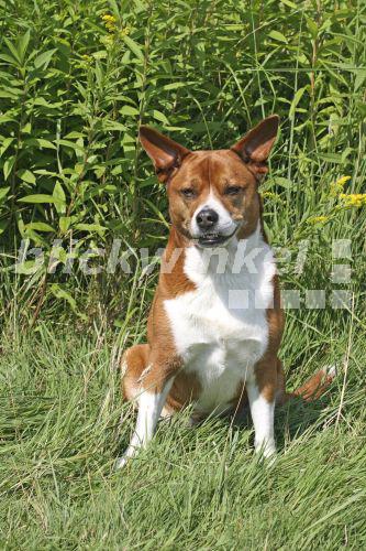 blickwinkel - Mischlingshund (Canis lupus f. familiaris), Beagle ...