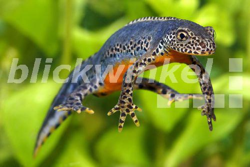 blickwinkel - Bergmolch, Berg-Molch, Alpenmolch, Alpen-Molch (Triturus ...