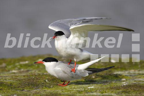 blickwinkel - Flussseeschwalbe, Fluss-Seeschwalbe (Sterna hirundo ...