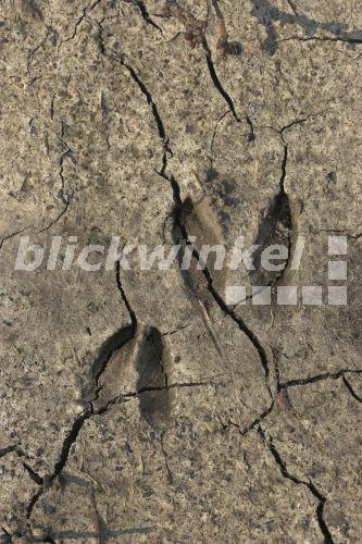 blickwinkel - Europaeisches Reh (Capreolus capreolus), Trittsiegel ...