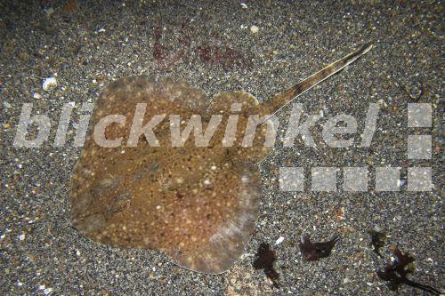 blickwinkel - Sternrochen, Nordatlantischer Sternrochen, Atlantischer ...