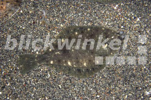 blickwinkel - Kliesche (Scharbe) (Limanda limanda), liegend - dab ...