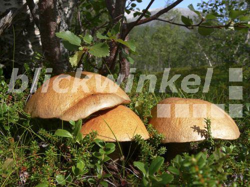 blickwinkel - Birken-Rotkappe, Birkenrotkappe, Heide-Rotkappe ...