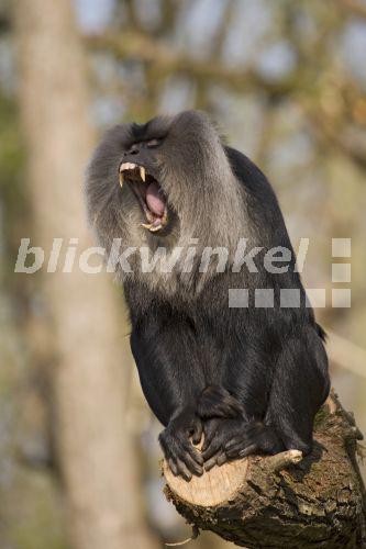 blickwinkel - Bartaffe, Bart-Affe, Wanderu (Macaca silenus), gaehnend ...