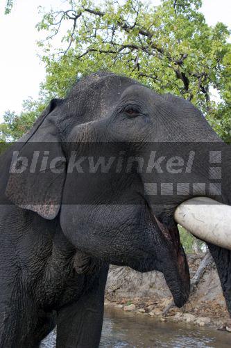 blickwinkel - Indischer Elefant, Asiatischer Elefant (Elephas maximus ...