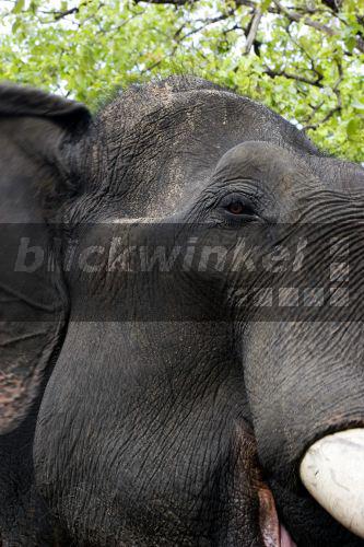 blickwinkel - Indischer Elefant, Asiatischer Elefant (Elephas maximus ...