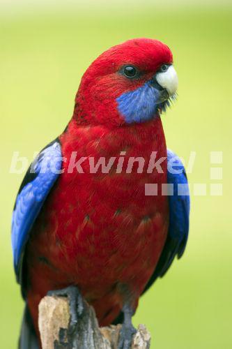 blickwinkel - Pennantsittich, Pennant-Sittich (Platycercus elegans ...