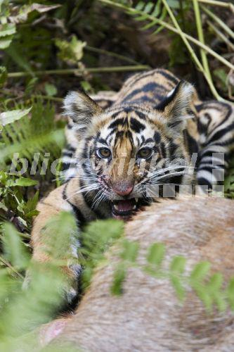 blickwinkel - Koenigstiger, Indischer Tiger, Bengaltiger (Panthera ...