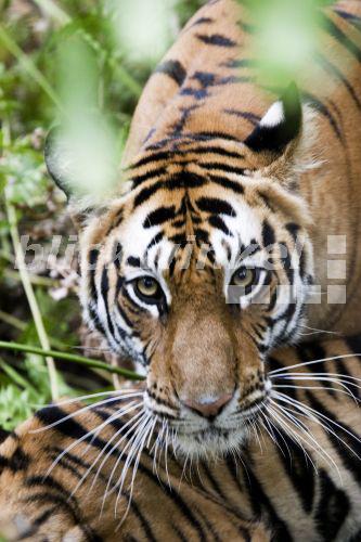 blickwinkel - Koenigstiger, Indischer Tiger, Bengaltiger (Panthera ...