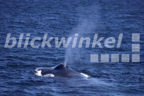 blickwinkel - Blauwal, Blau-Wal (Balaenoptera musculus), An der ...