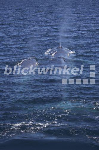 blickwinkel - Blauwal, Blau-Wal (Balaenoptera musculus), mit Kalb ...