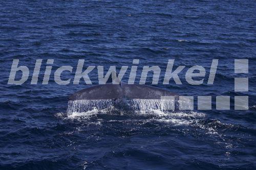 blickwinkel - Blauwal, Blau-Wal (Balaenoptera musculus), Fluke ...