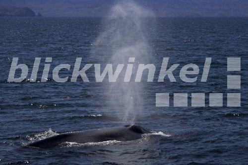blickwinkel - Blauwal, Blau-Wal (Balaenoptera musculus), auftauchend ...